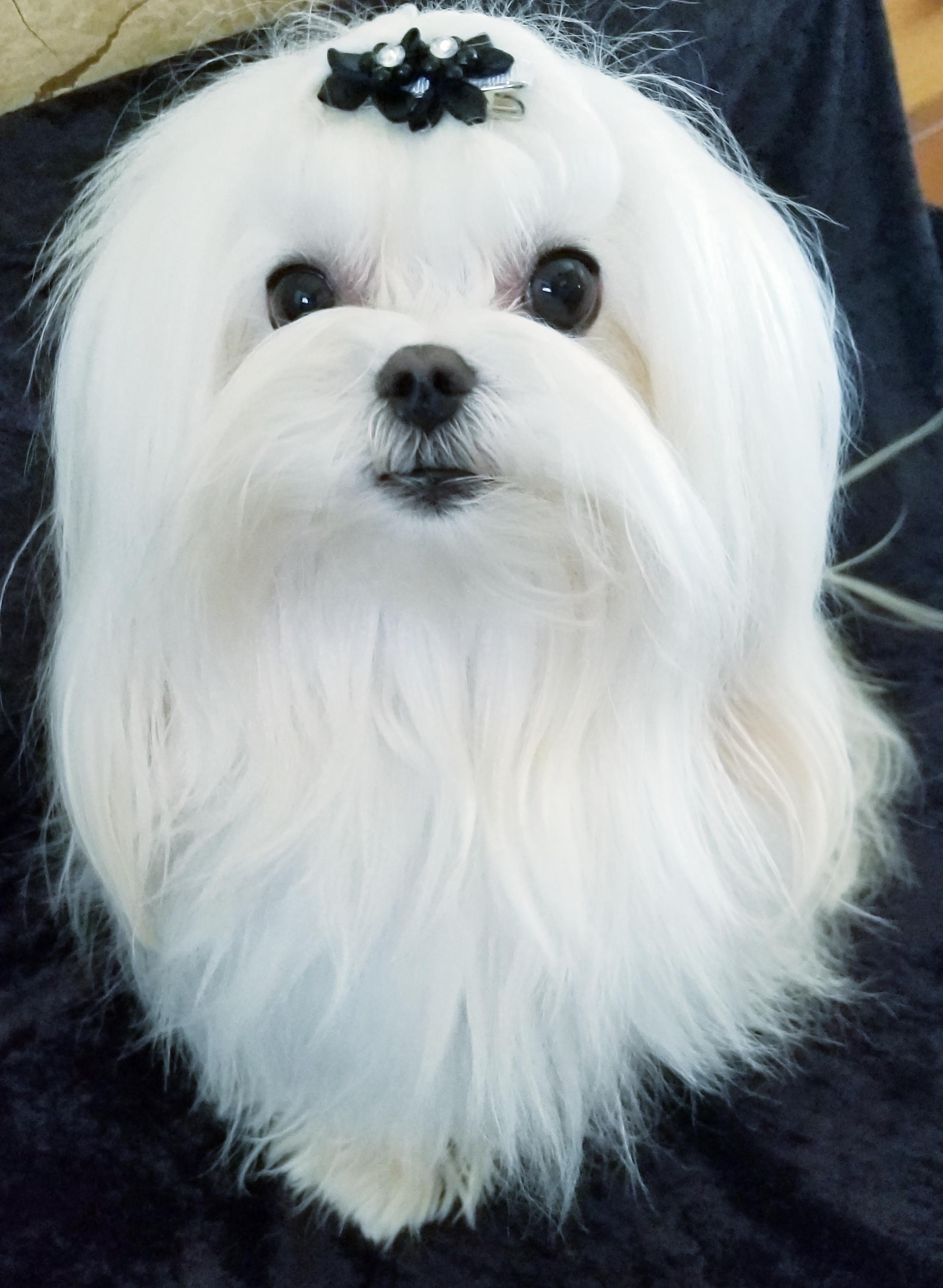 Emerald Maltese in Pennsylvania | Maltese puppies | Good Dog