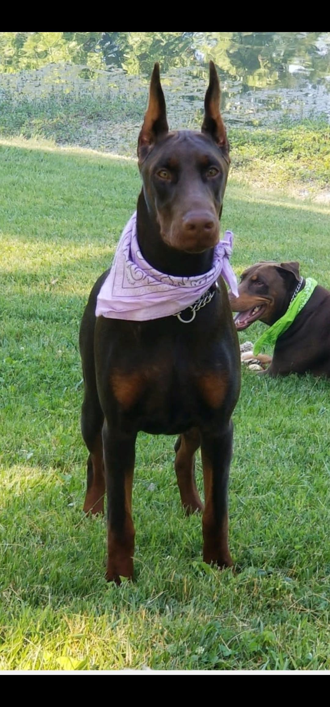 Legendary Kennels in Indiana | Doberman Pinscher puppies | Good Dog