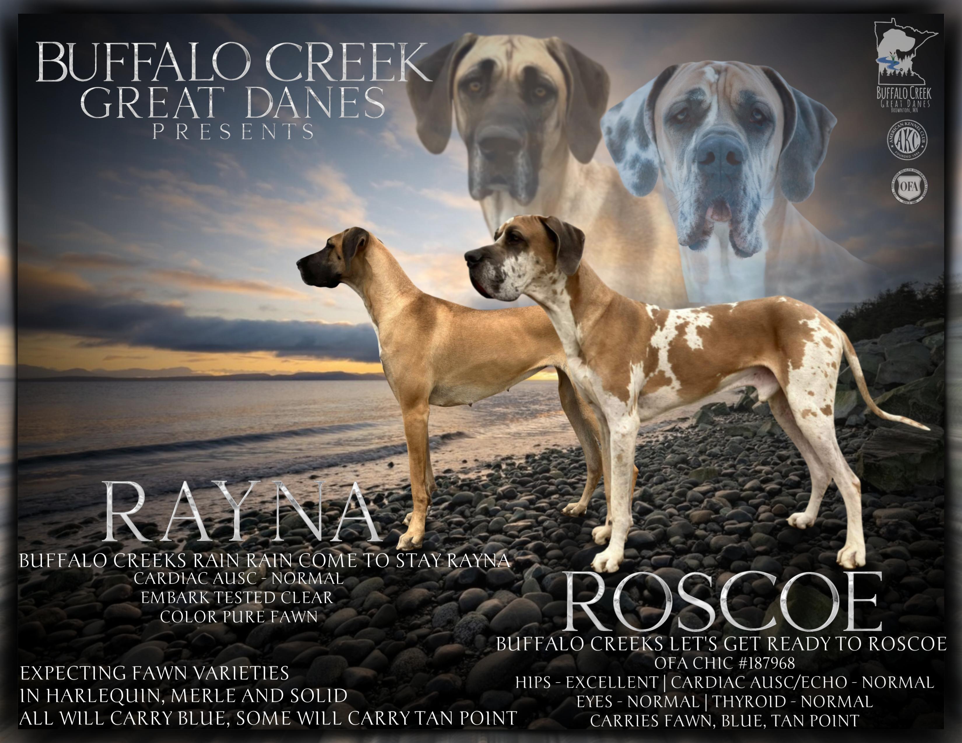 Buffalo Creek Great Danes in Minnesota | Great Dane puppies | Good Dog