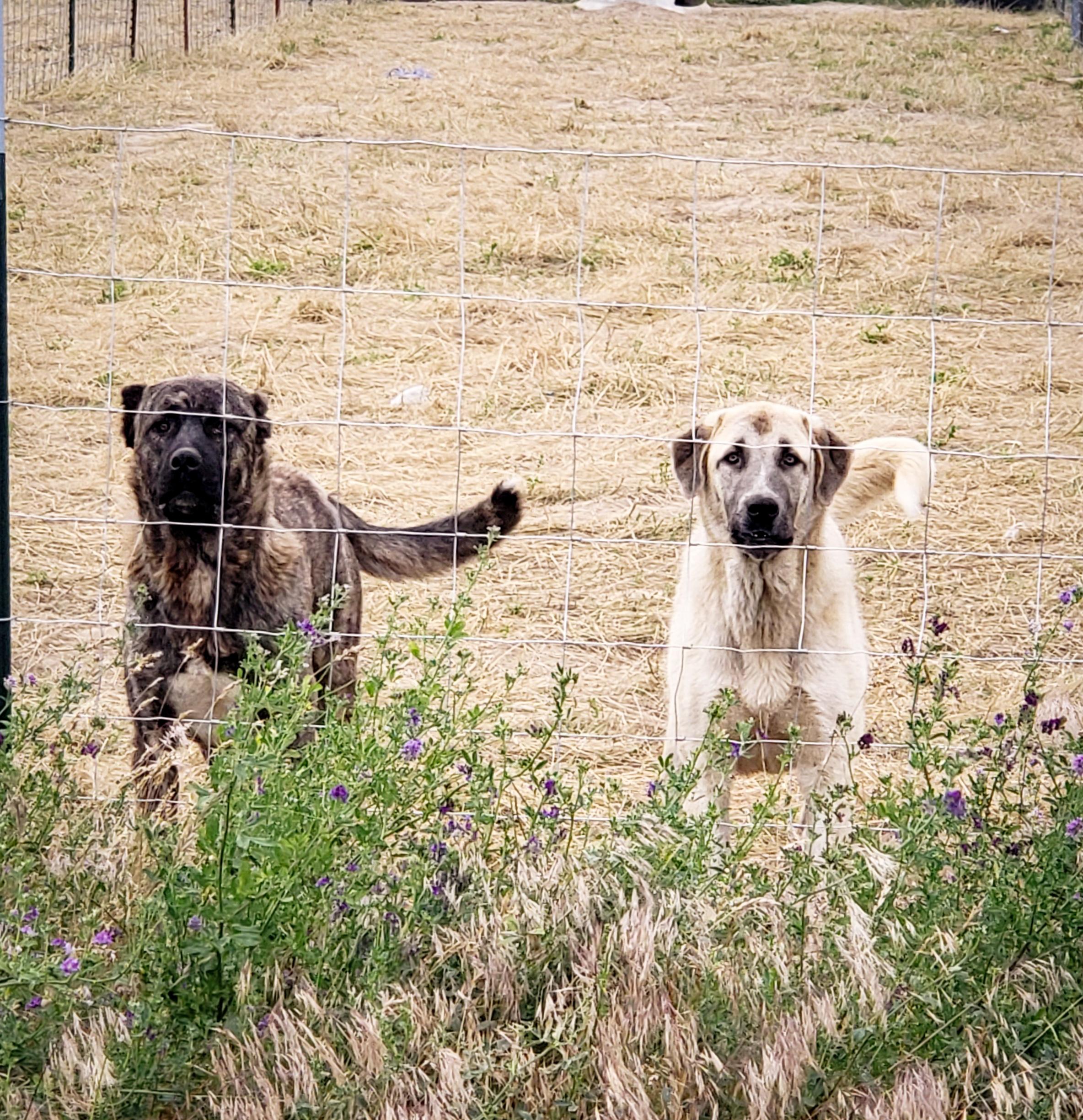 4D Cattle Dogs in Washington | Anatolian Shepherd Dog and Australian ...