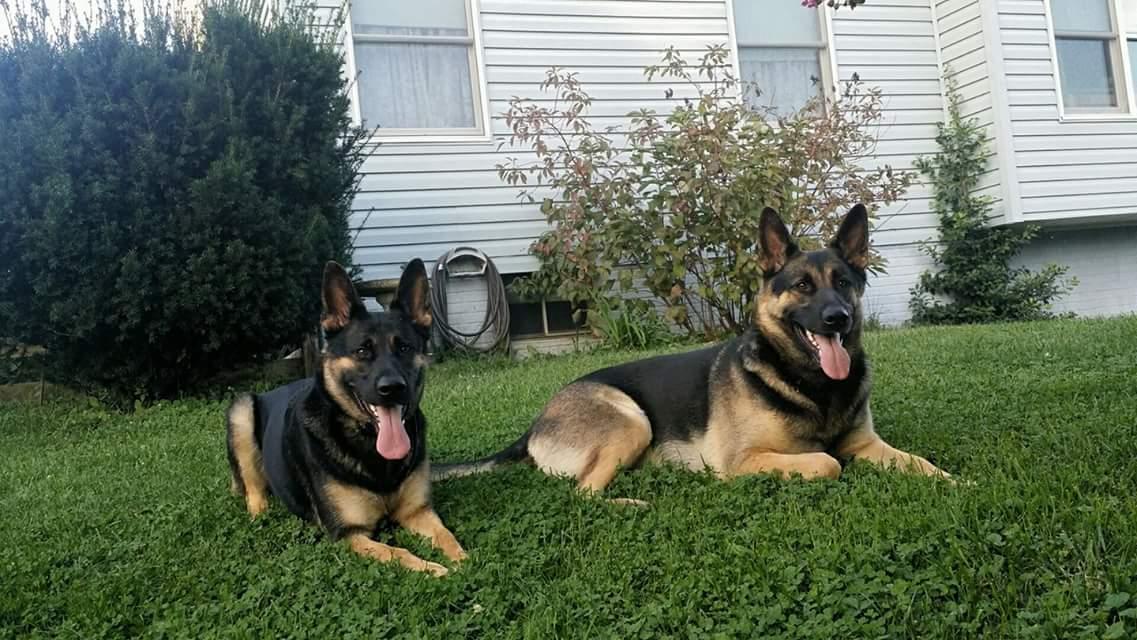Haus Merrell German Shepherd in Maryland | German Shepherd puppies ...