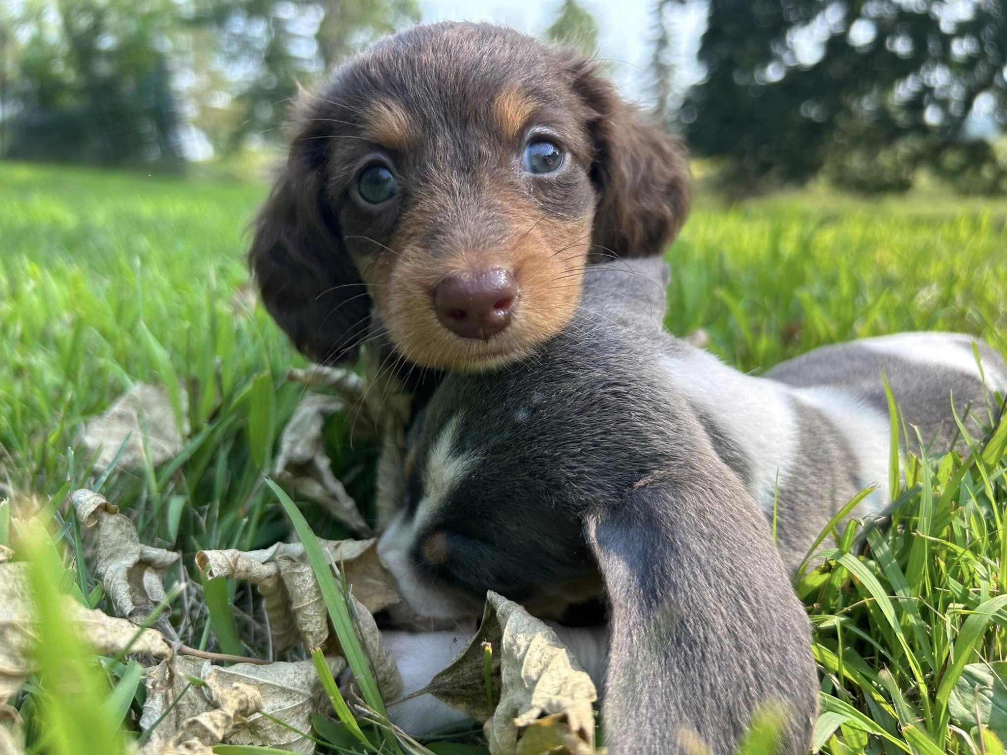 Arrow Valley in Minnesota | Dachshund puppies | Good Dog