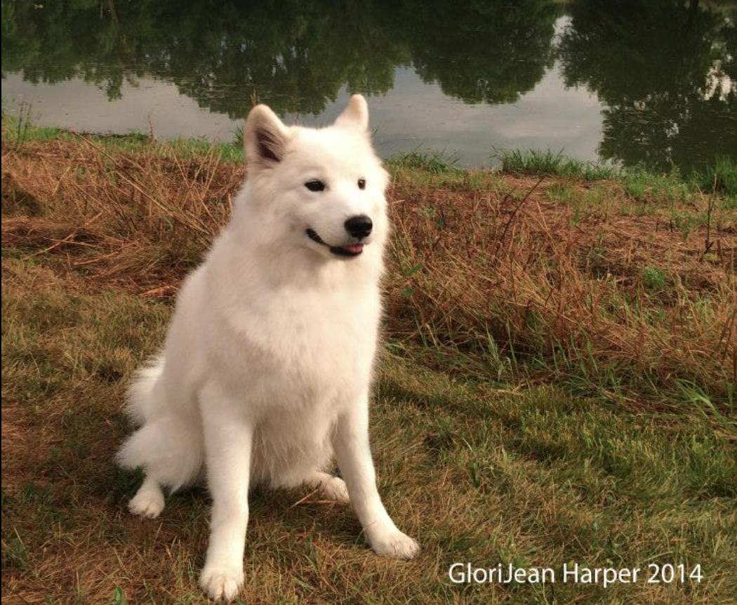 Tundra Ice Samoyeds in Minnesota | Samoyed puppies | Good Dog