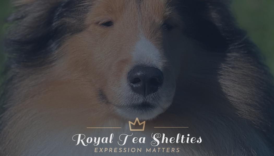 Royal Tea Shelties in New York | Shetland Sheepdog puppies | Good Dog