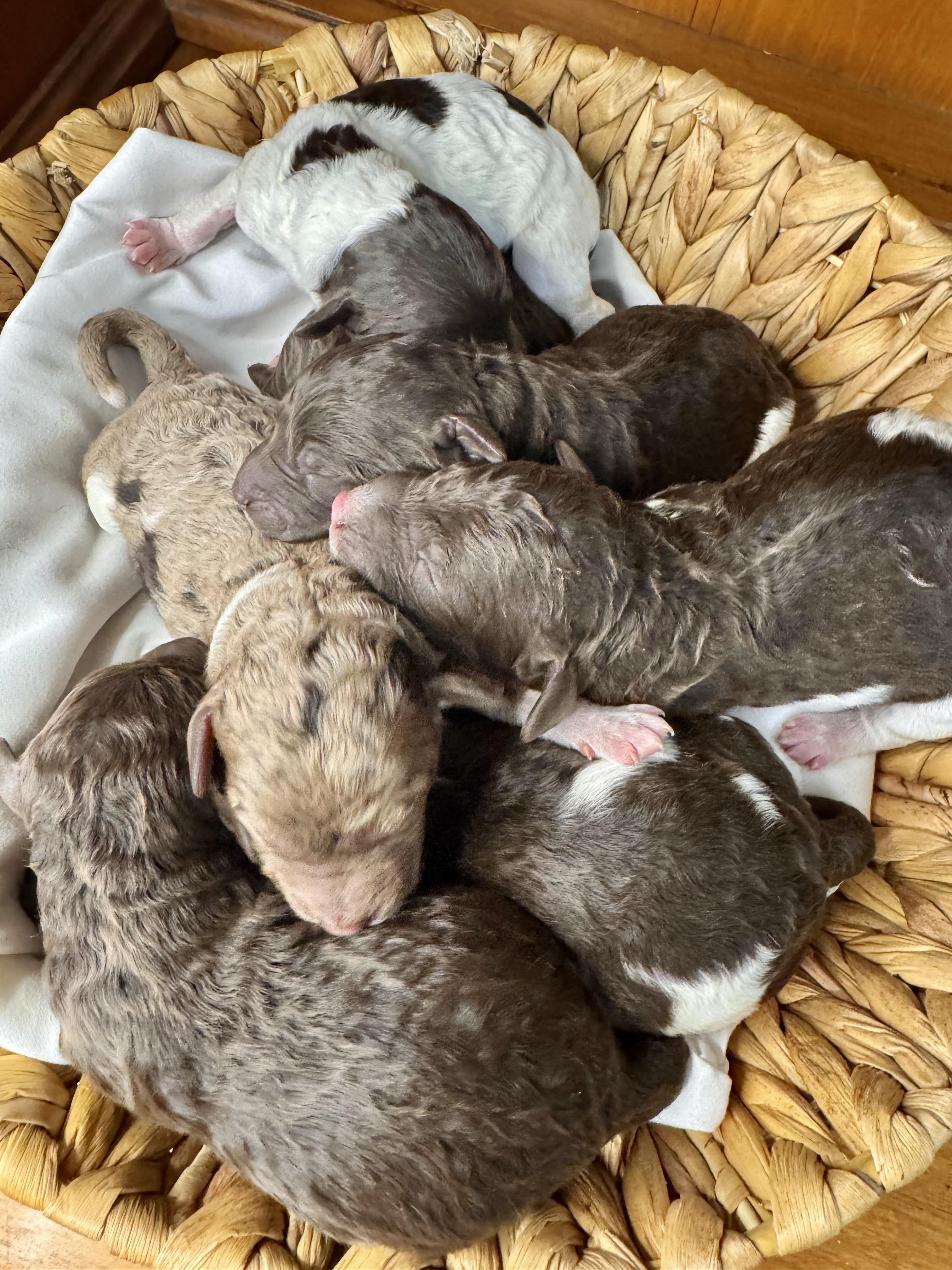 Maple Bakin’ Doodles in North Carolina | Labradoodle puppies | Good Dog
