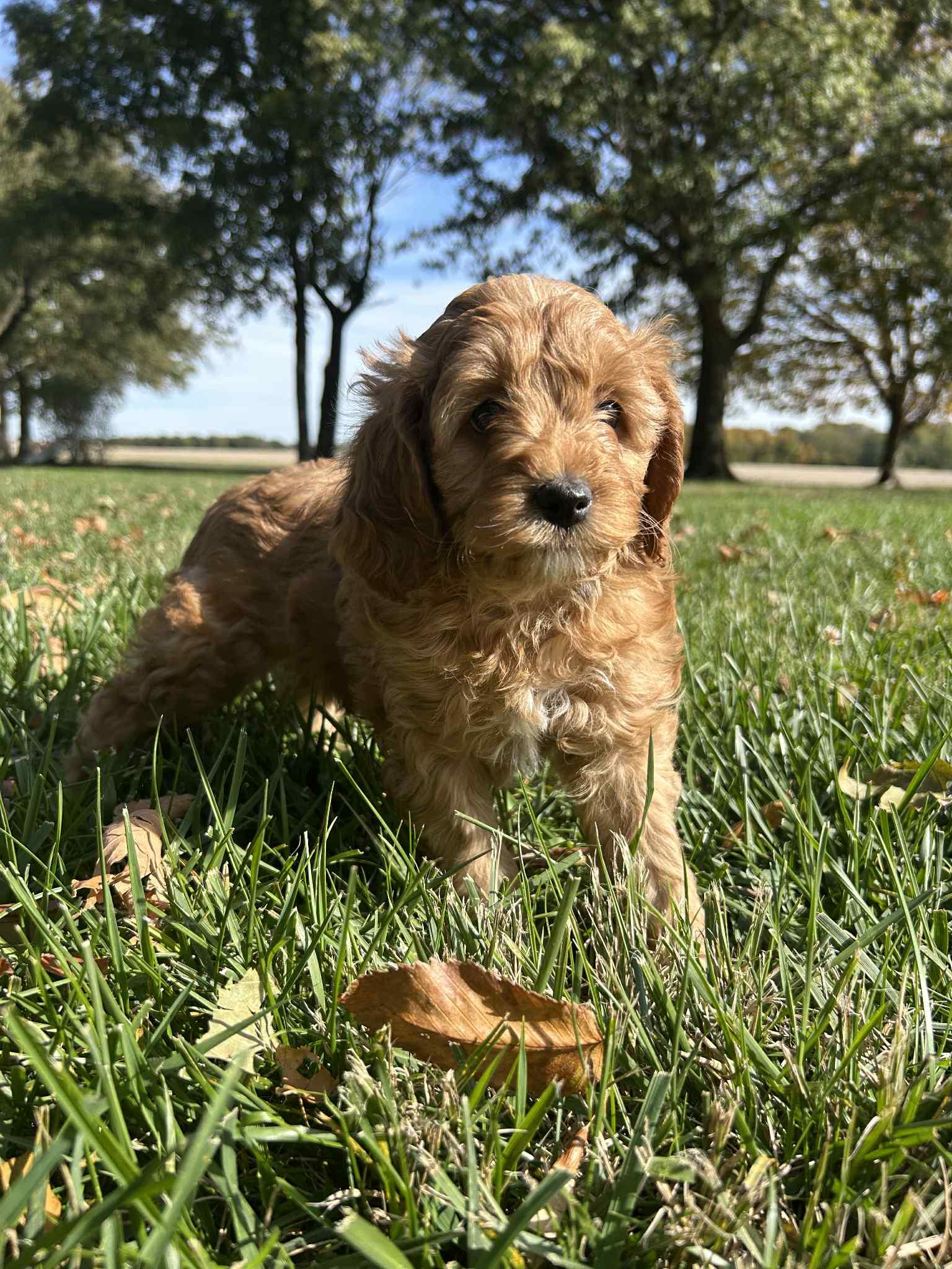 Tiffani's Cavapoos in Illinois | Cavapoo puppies | Good Dog