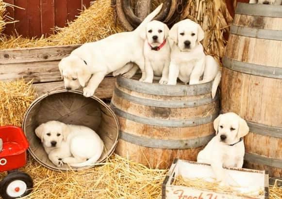 Rosebank Farm Labradors in Montana | Labrador Retriever puppies | Good Dog