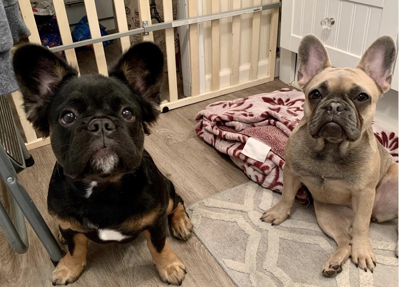 Boujee Bully Crew in California | French Bulldog puppies | Good Dog