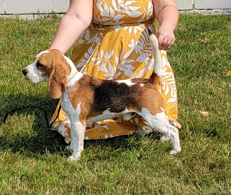 Wilderness Beagles in Idaho | Beagle puppies | Good Dog