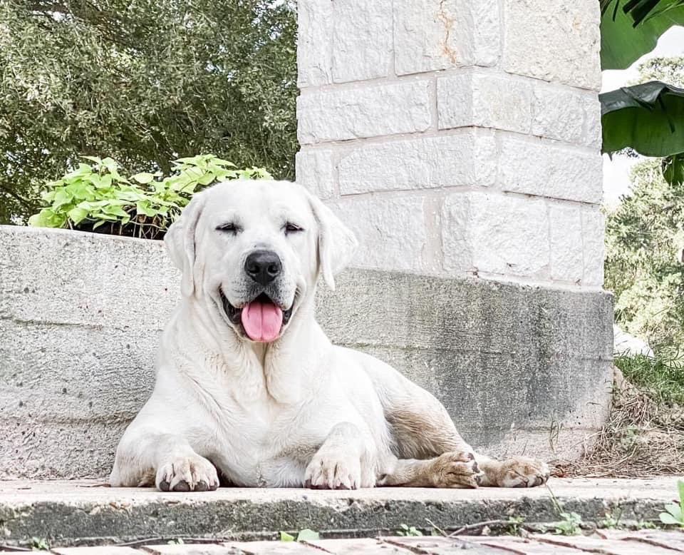 Bohlken Labradors in Texas | Labrador Retriever puppies | Good Dog