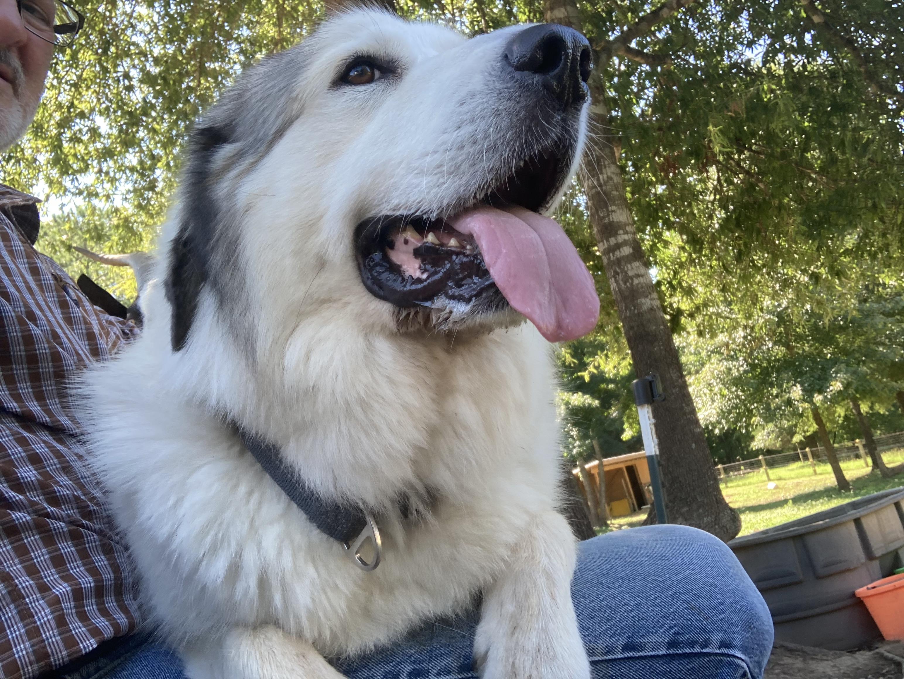 Sweet Land of Liberty in North Carolina | Great Pyrenees puppies | Good Dog