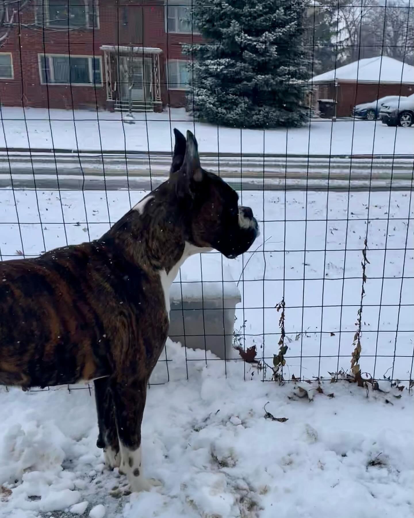 Rorschach Boxers in Nebraska | Boxer puppies | Good Dog