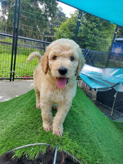 Dixie Doodles and More in Florida | Goldendoodle, Poodle or Shih Tzu ...