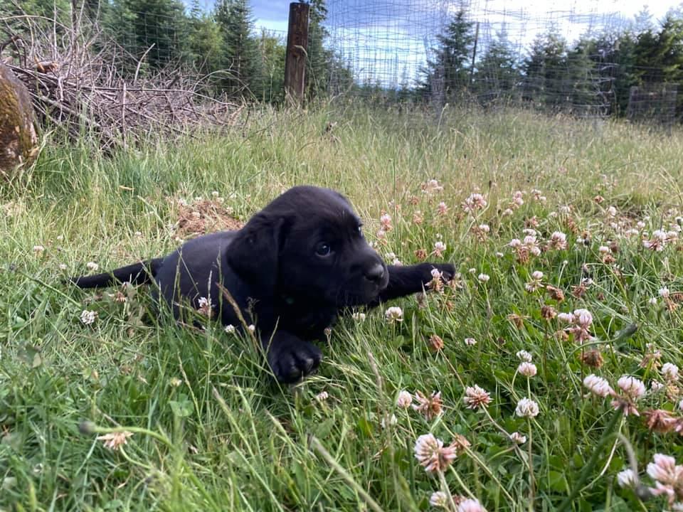 Corner Crest Labs in Oregon | Labrador Retriever puppies | Good Dog
