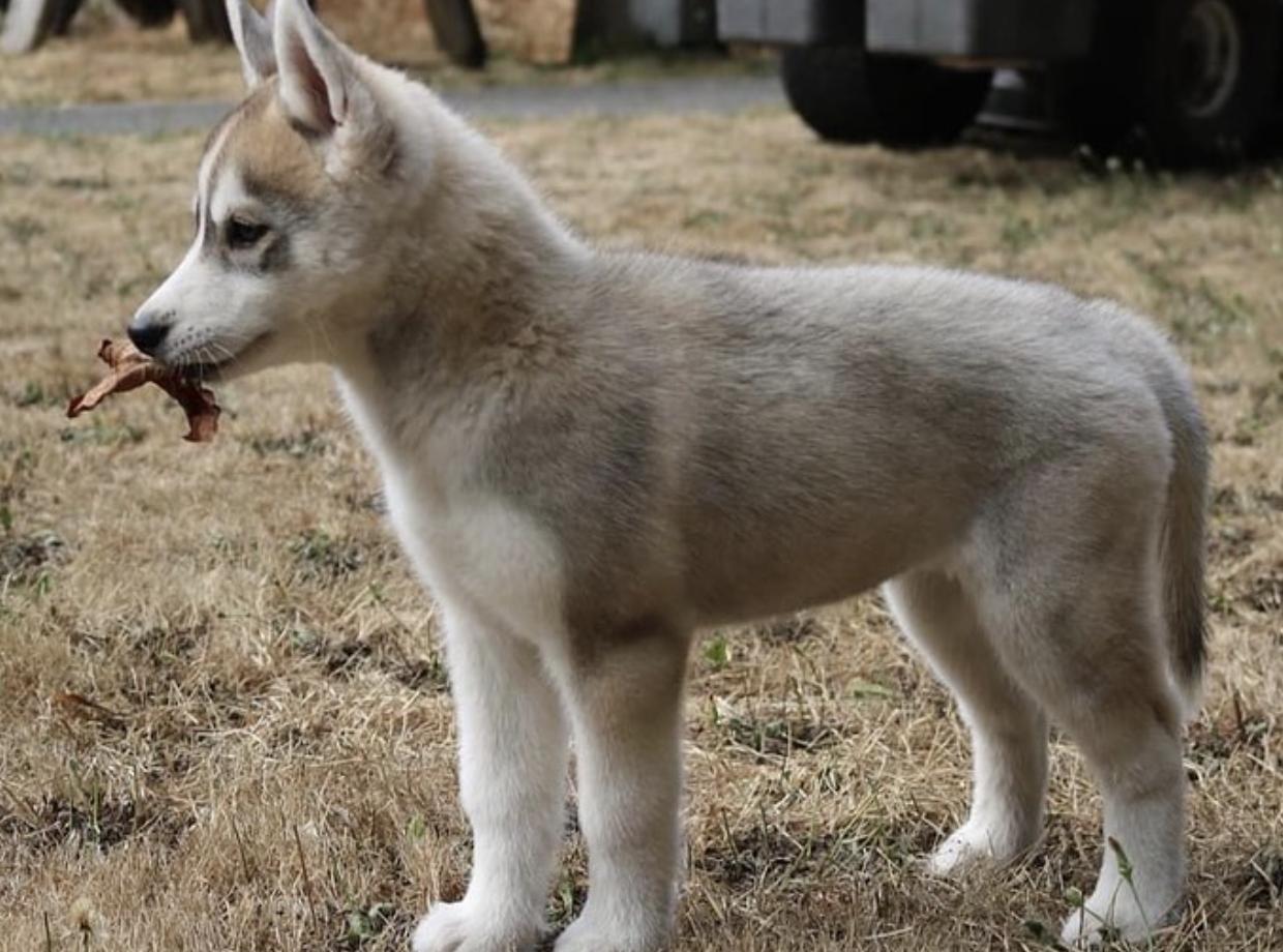 Winters Promise Siberians in Iowa | Siberian Husky puppies | Good Dog