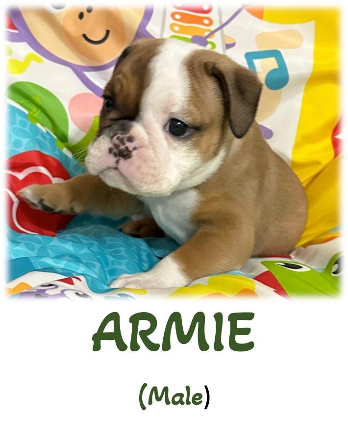 Hamalini Bulldogs LLC in Arizona | Bulldog puppies | Good Dog