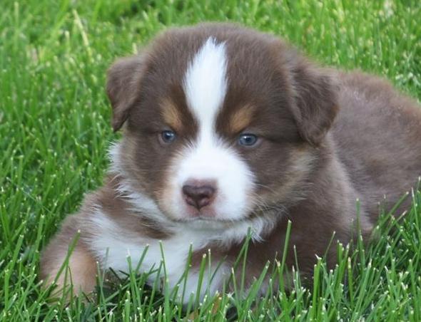 Penelope’s Aussie Paws in Wyoming | Miniature Australian Shepherd ...
