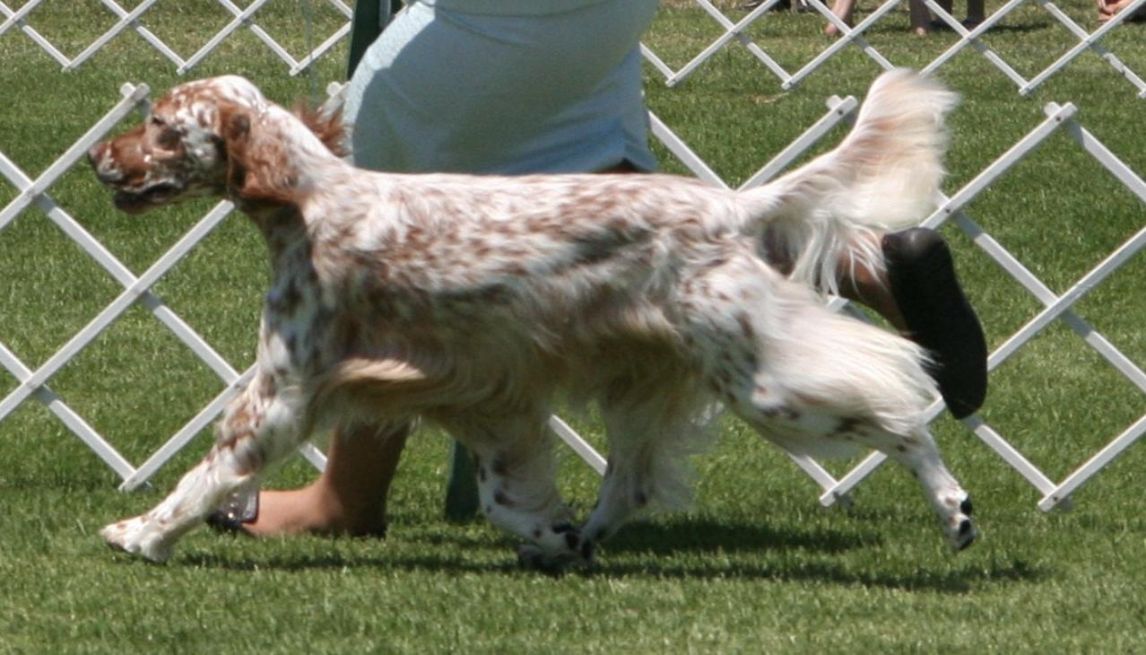 Wicked English Setters in California | English Setter puppies | Good Dog
