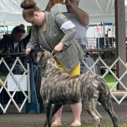 Lisa Armstrong in Minnesota | Mastiff puppies | Good Dog