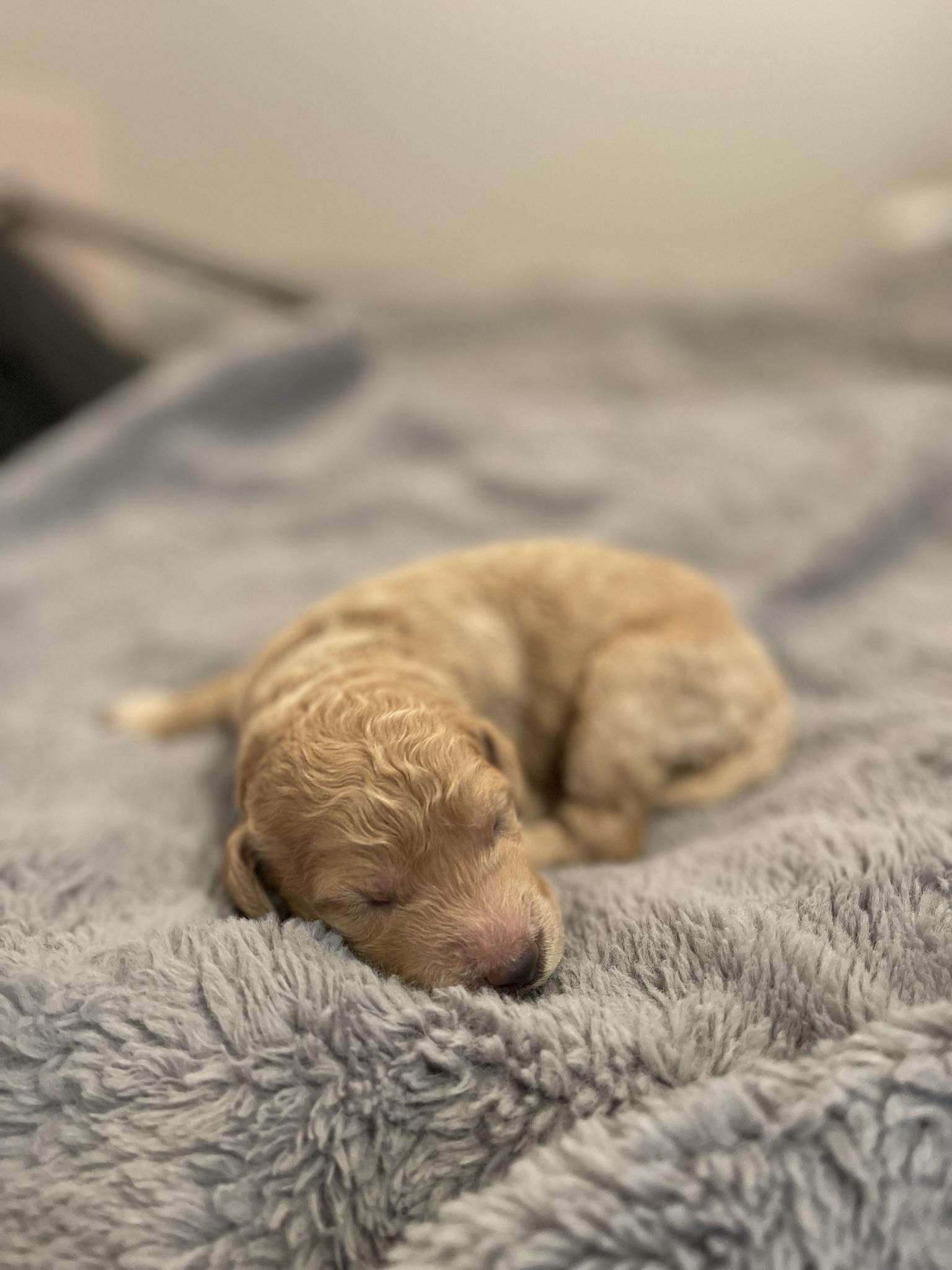 Fluff Puff Doodles in North Carolina | Goldendoodle puppies | Good Dog