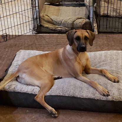 Avanti Ridgebacks in Florida | Rhodesian Ridgeback puppies | Good Dog