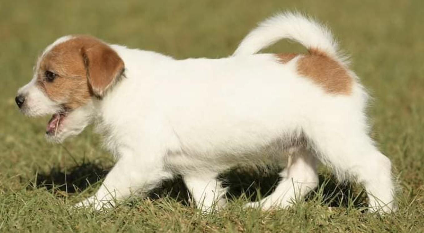 NuJack Russell Terriers in Florida | Russell Terrier puppies | Good Dog