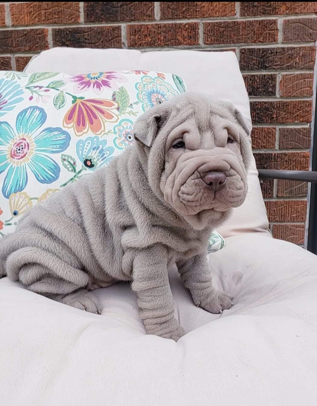 DCSHARPEI in North Carolina | Chinese Shar-Pei puppies | Good Dog