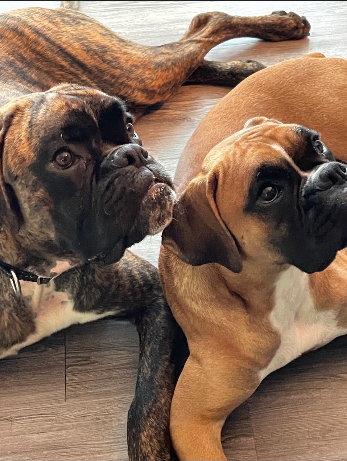 Benny’s Boxers in Maryland | Boxer puppies | Good Dog