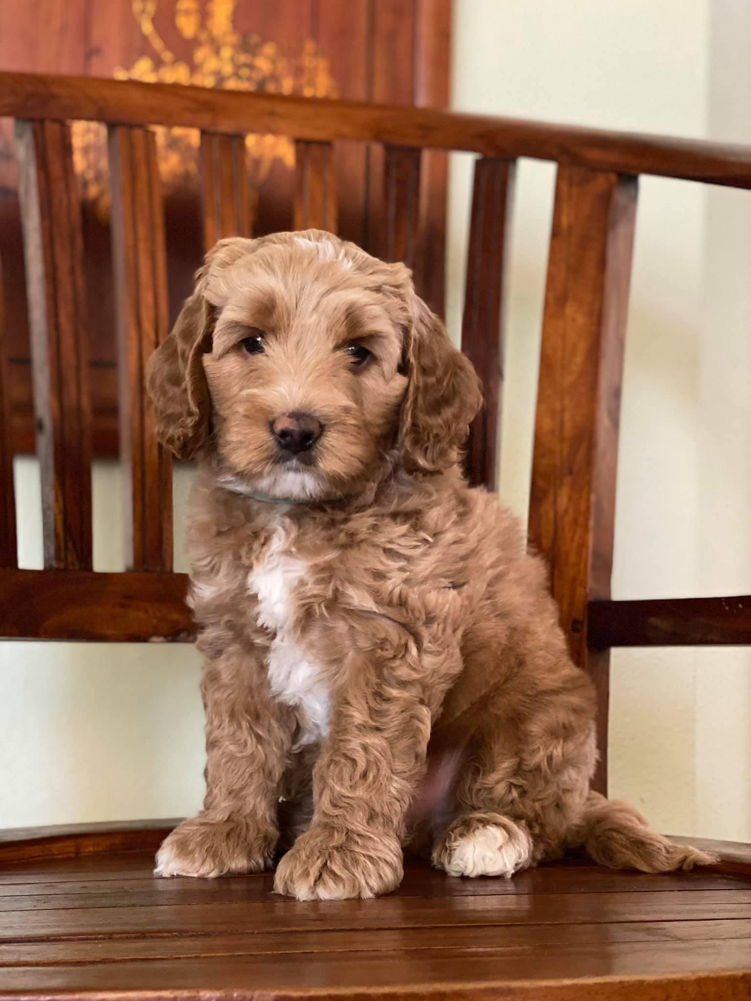 Kindred Hollow Labradoodles in Oregon | Australian Labradoodle puppies ...