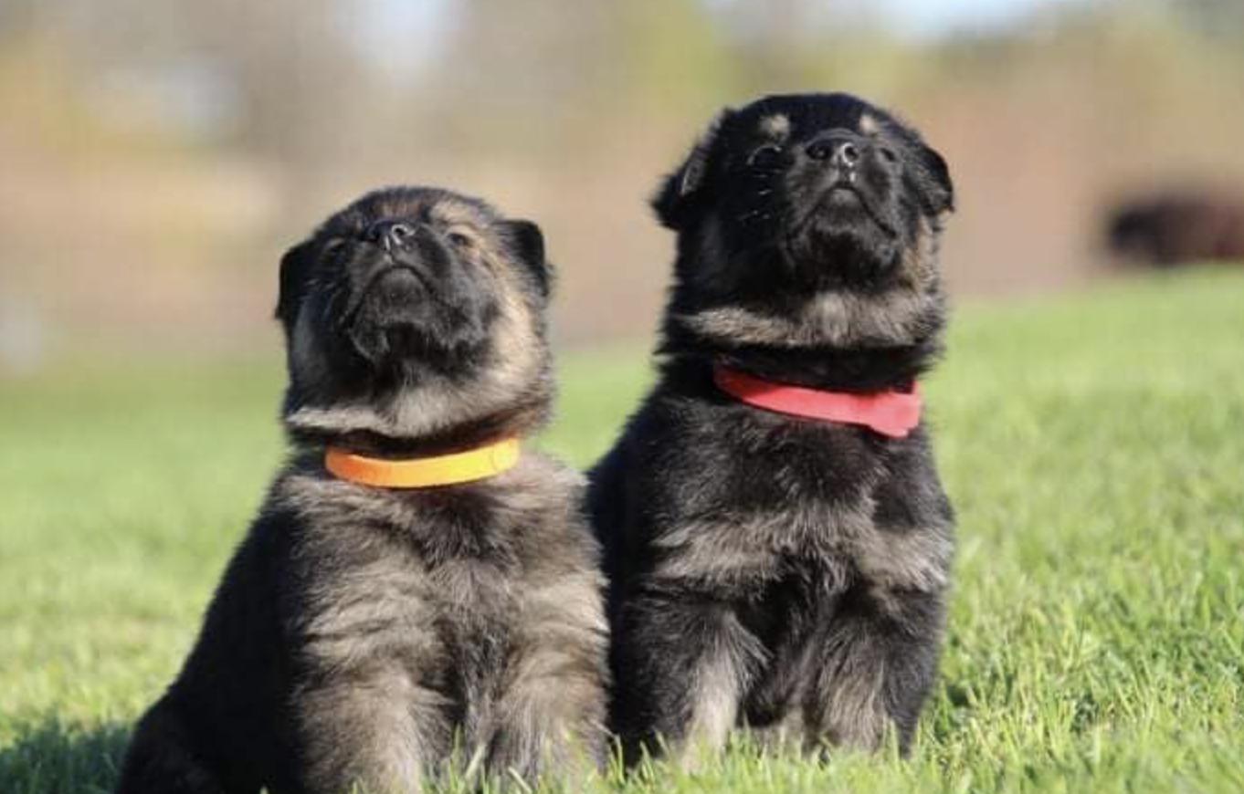 Copper View Farm German Shepherds and Labrador Retreivers in Wisconsin ...