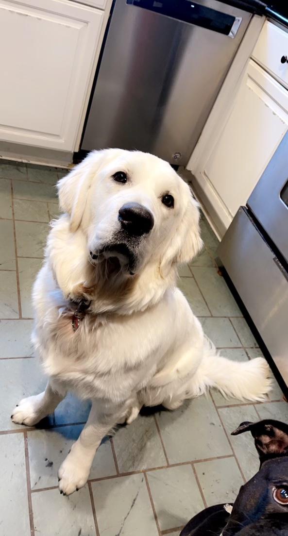 The Gilbert Farms in Alabama | Golden Retriever puppies | Good Dog