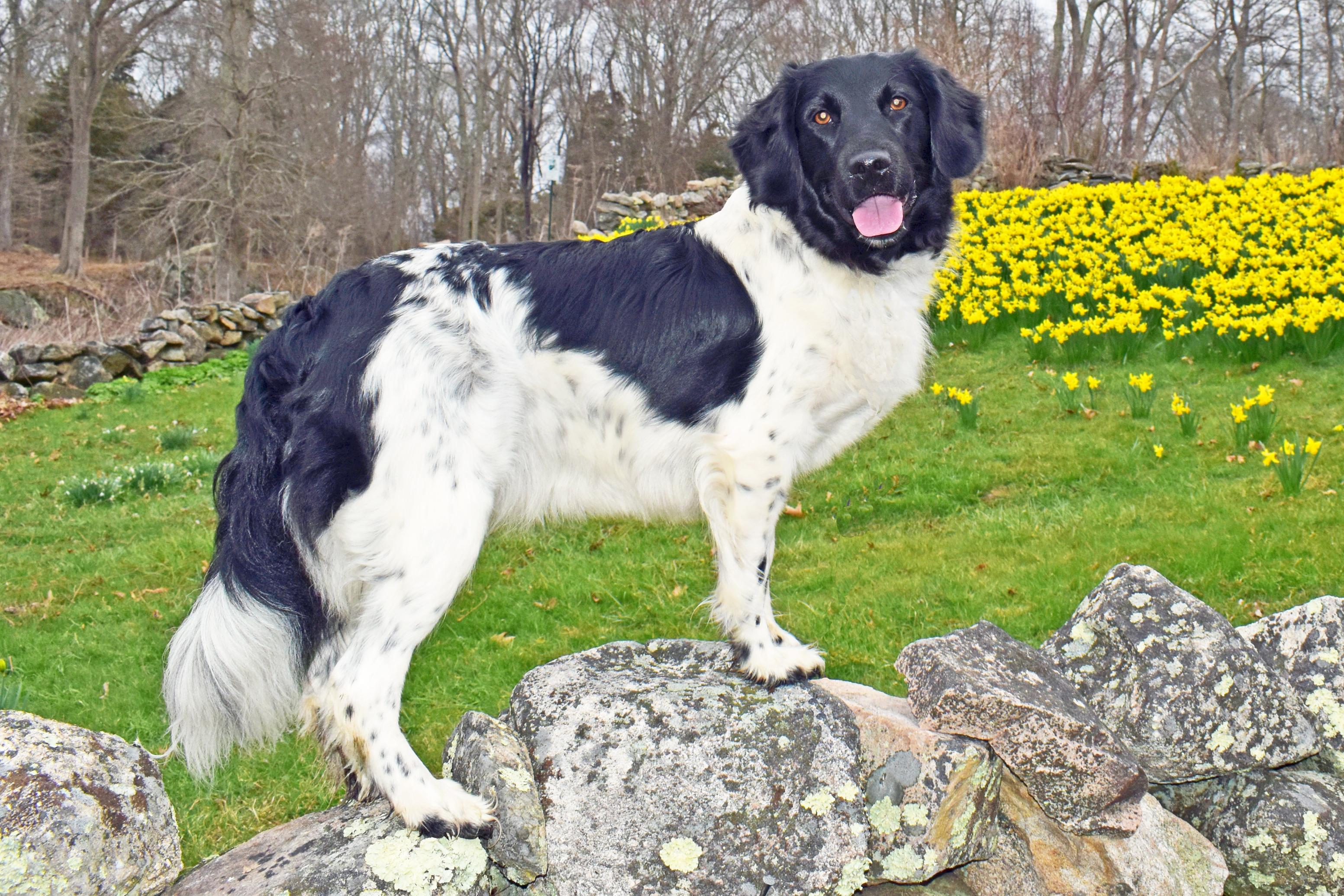 Faehoun Stabyhouns in Connecticut | Stabyhoun puppies | Good Dog