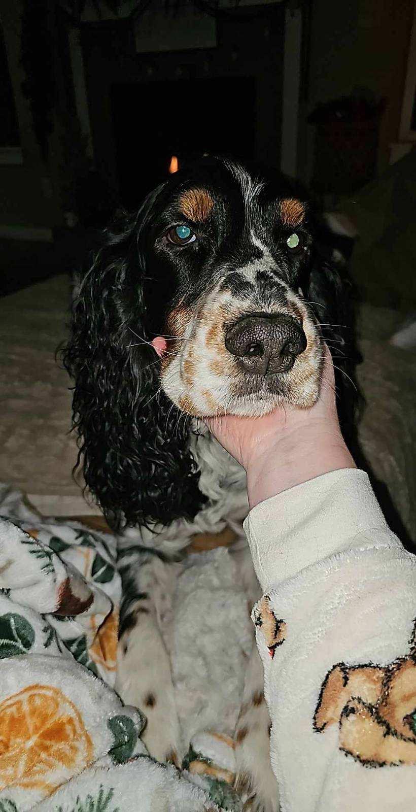 Sue's Springers in Washington | English Springer Spaniel puppies | Good Dog