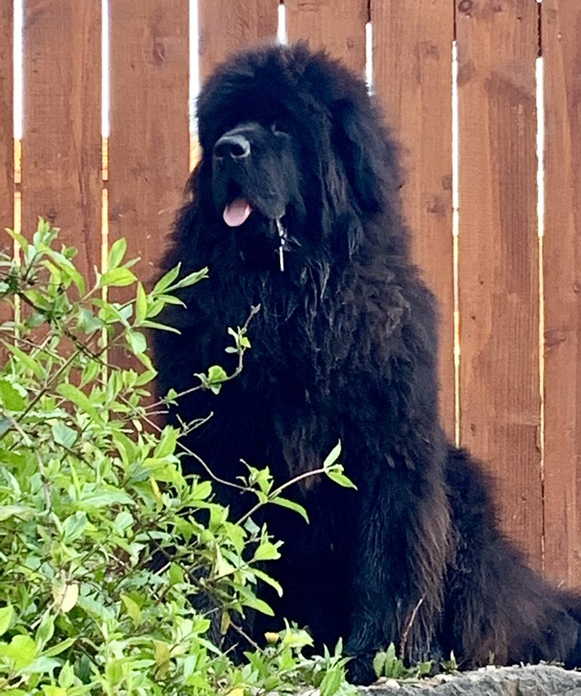 Black Lions Newfoundlands in Washington | Newfoundland puppies | Good Dog