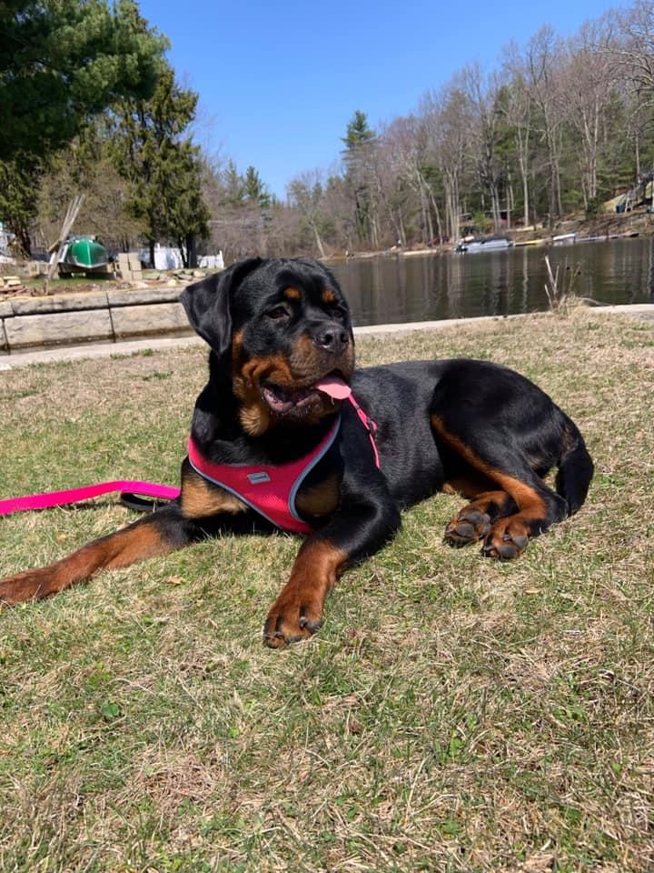 Von Perrin Rottweilers in Virginia | Rottweiler puppies | Good Dog