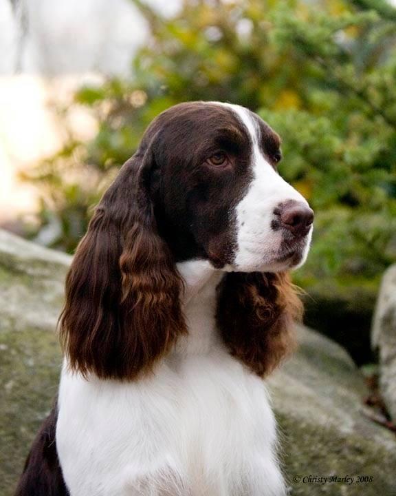 Ramblewood in Washington | English Springer Spaniel puppies | Good Dog