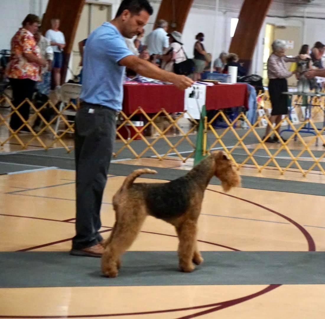 Mar Vista Airedales in California | Airedale Terrier puppies | Good Dog