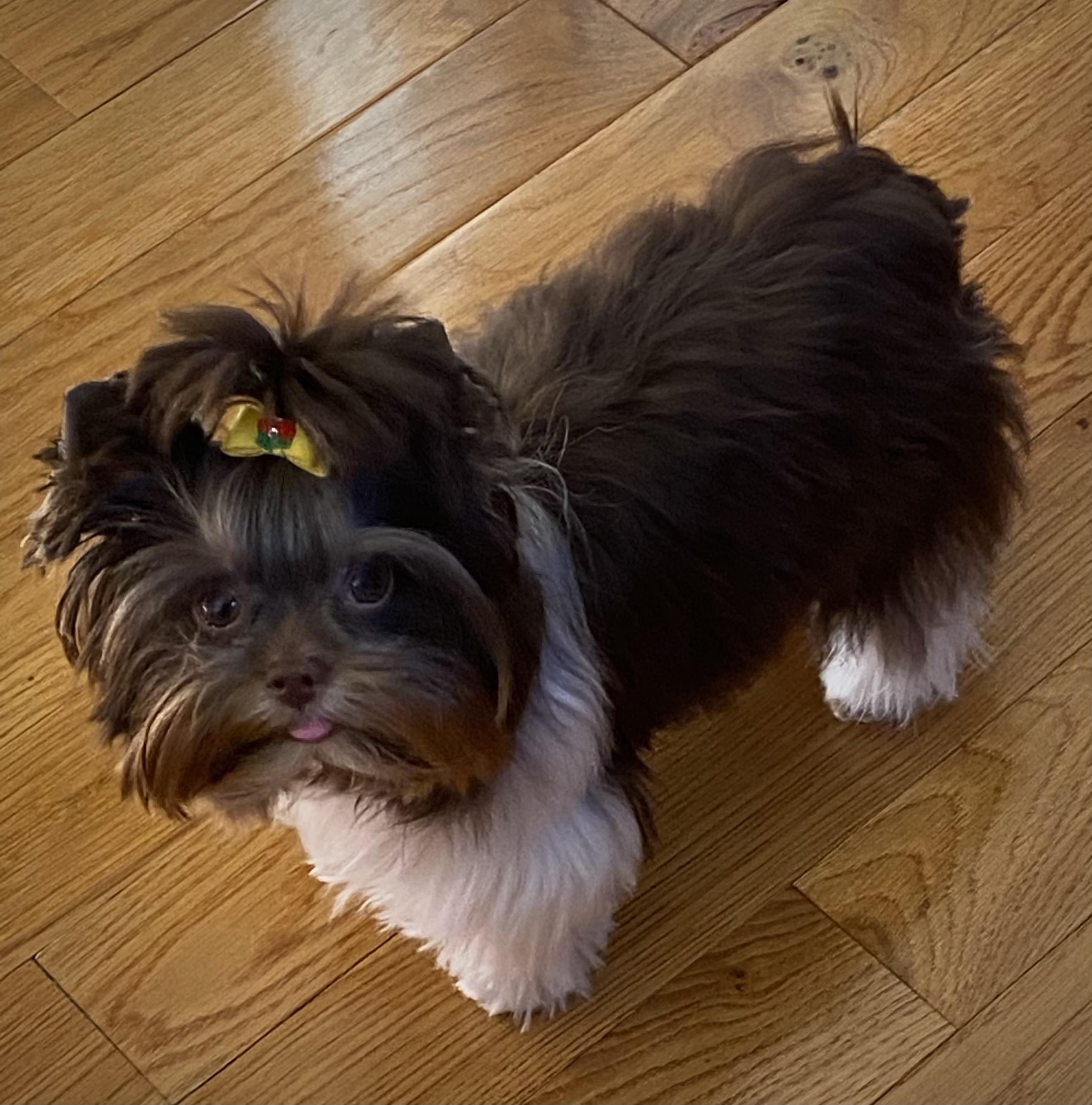 Sweet Southern Yorkies in Tennessee | Yorkshire Terrier puppies | Good Dog