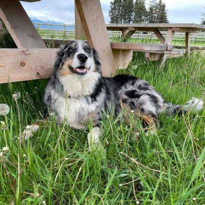 Firefly Horse Co in Montana | Australian Shepherd and Aussiedoodle ...