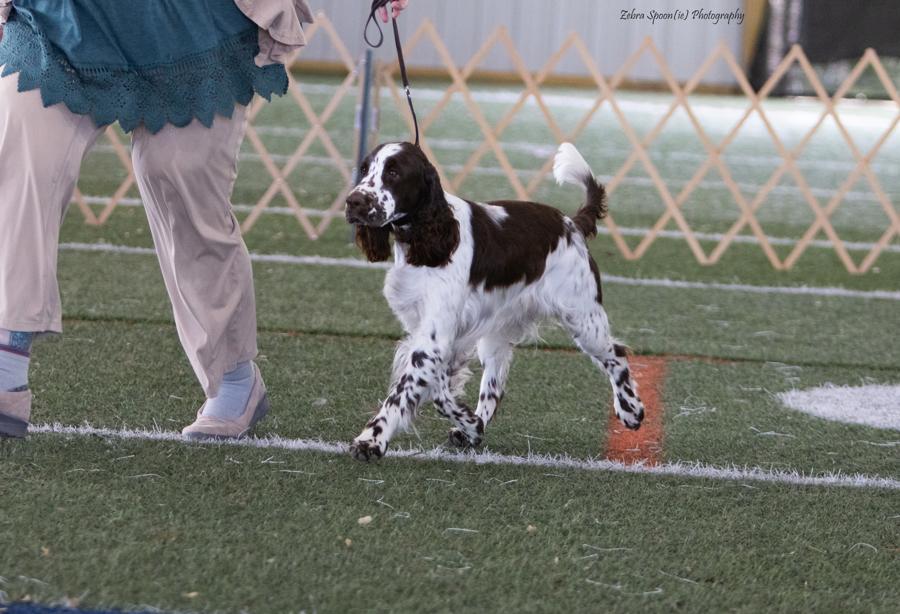 Feathers on the Wind Farm in North Carolina | English Springer Spaniel ...