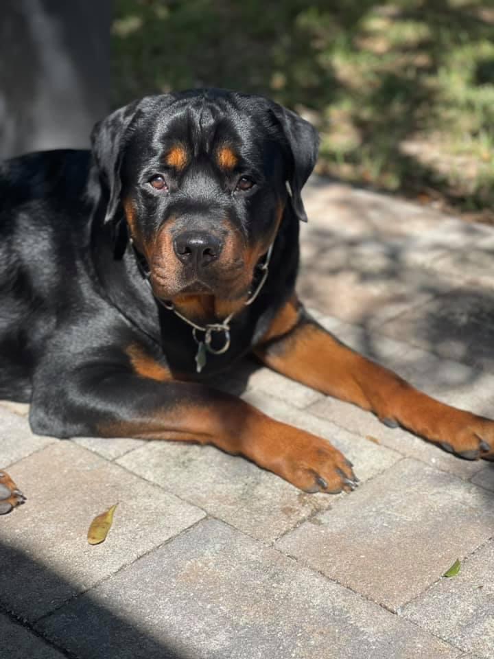 Von Hause Meadow Rottweilers in Indiana | Rottweiler puppies | Good Dog