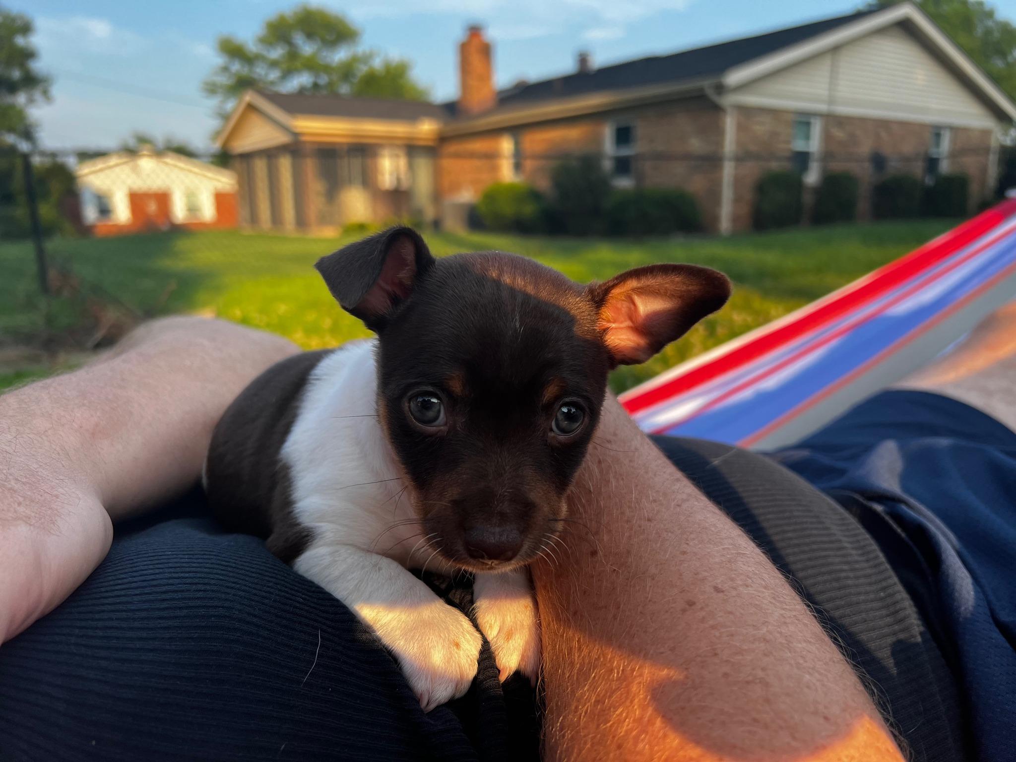 Wiggle Wag Kennels in Illinois | Rat Terrier and Teddy Roosevelt ...