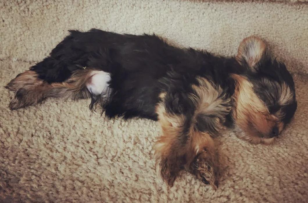 Yorkies Parti of 4 in Florida | Yorkshire Terrier puppies | Good Dog