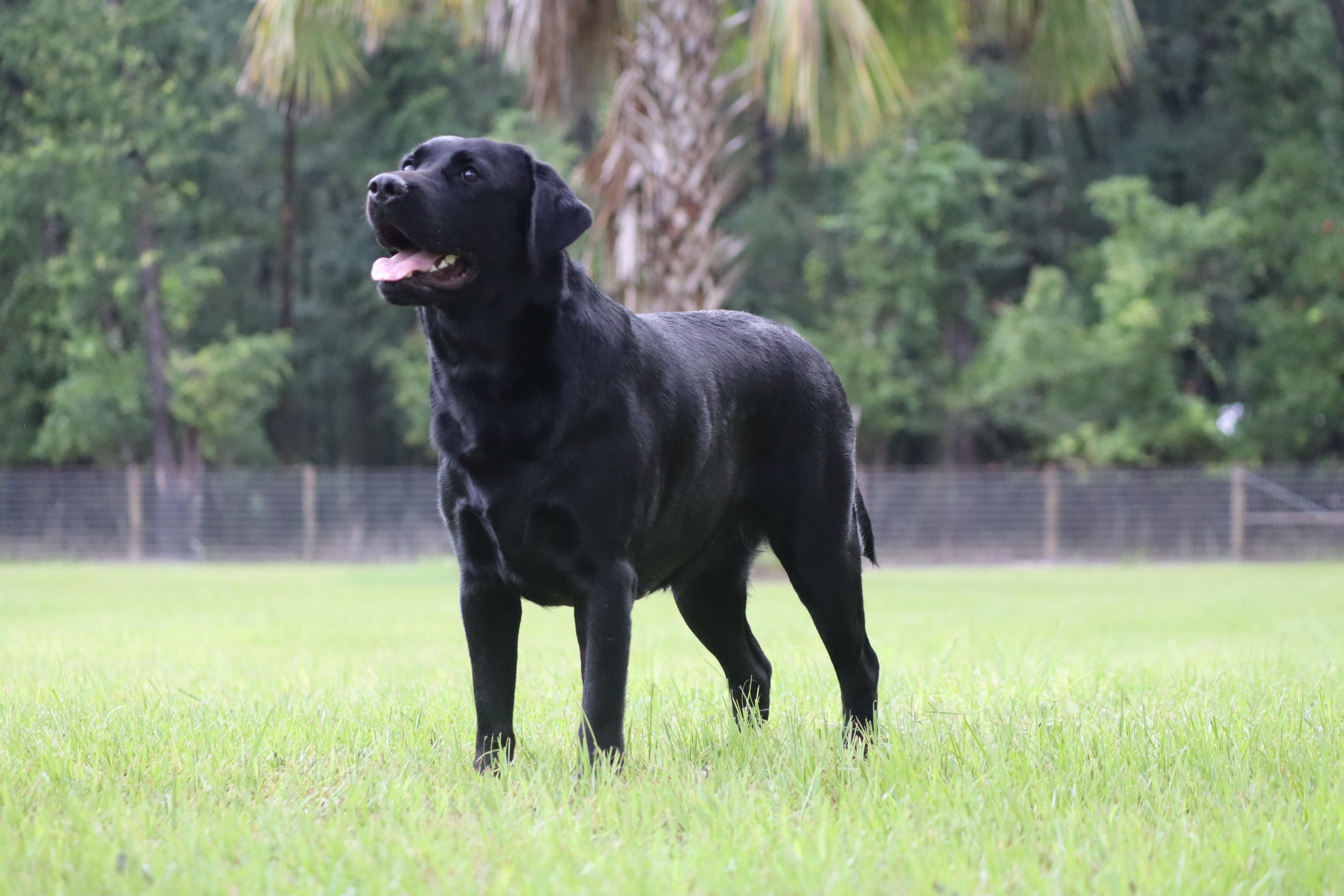 Royal K Labradors in Florida | Labrador Retriever puppies | Good Dog