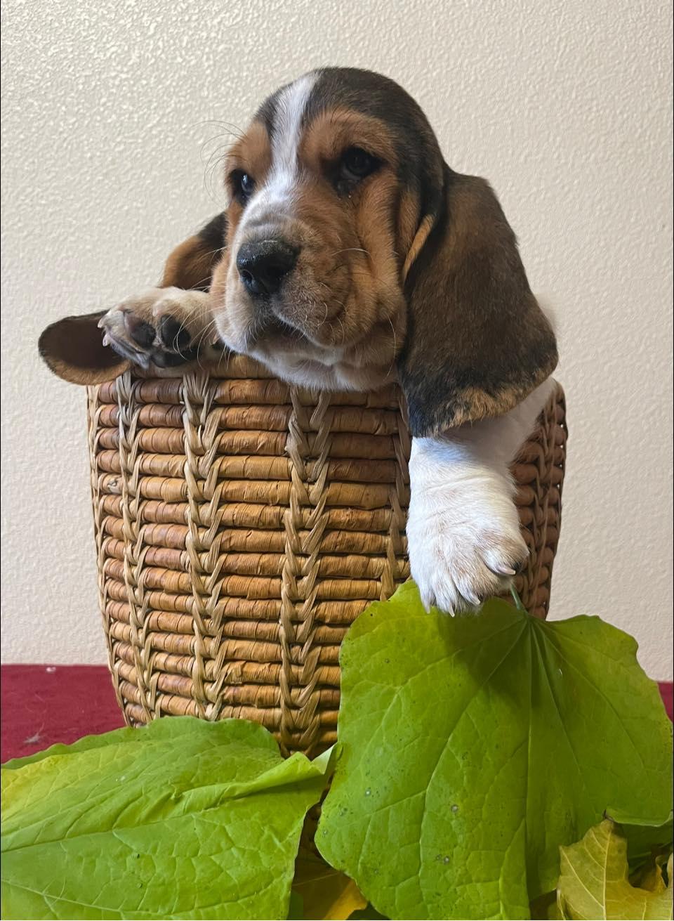 Country Corner Bassets in Idaho | Basset Hound puppies | Good Dog