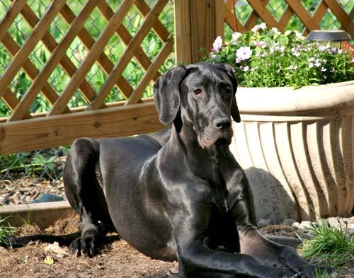 Sandy Mauck's Great Danes in Minnesota | Great Dane puppies | Good Dog