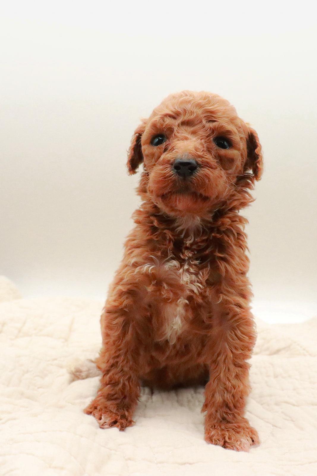 Matlock’s Standard Poodles in Tennessee | Poodle puppies | Good Dog