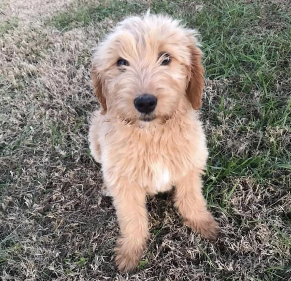 Buffalo River Doodles in Arkansas | Goldendoodle puppies | Good Dog