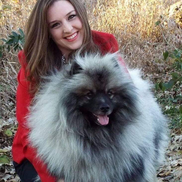 StarStruck Keeshonden in Texas | Keeshond puppies | Good Dog