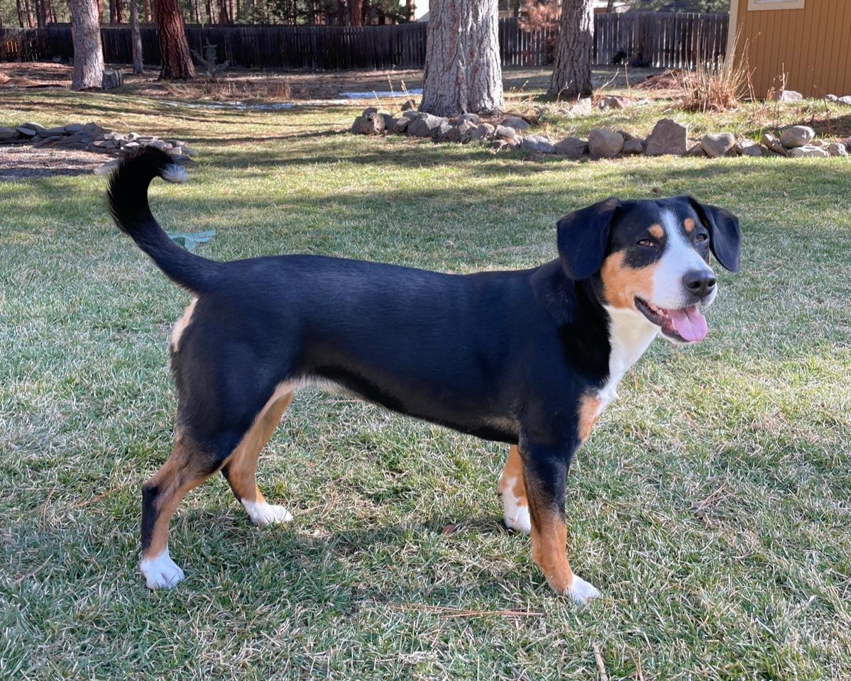 Eagleheart Entlebuchers in Oregon | Entlebucher Mountain Dog puppies ...